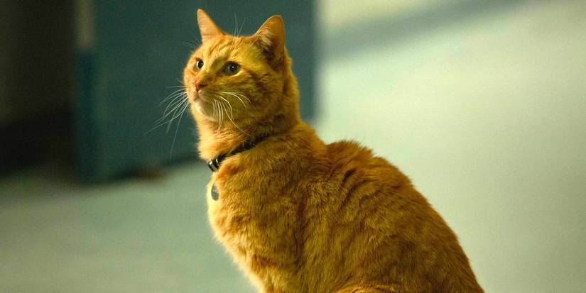 The Cat From Captain Marvel Has Several Incredible Powers