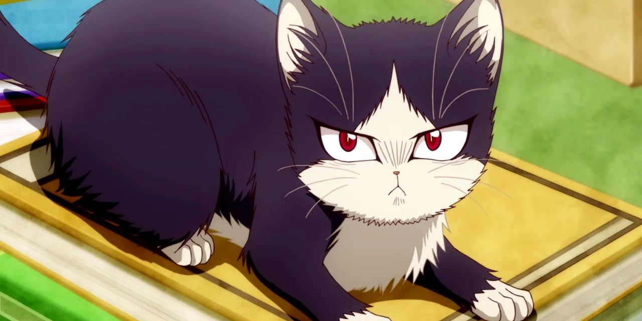 My Roommate Is A Cat: 10 Things You Need To Know About Haru