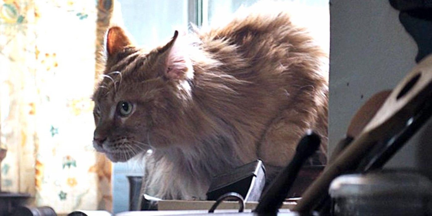 The 10 Best Pet Cats In Movies and TV