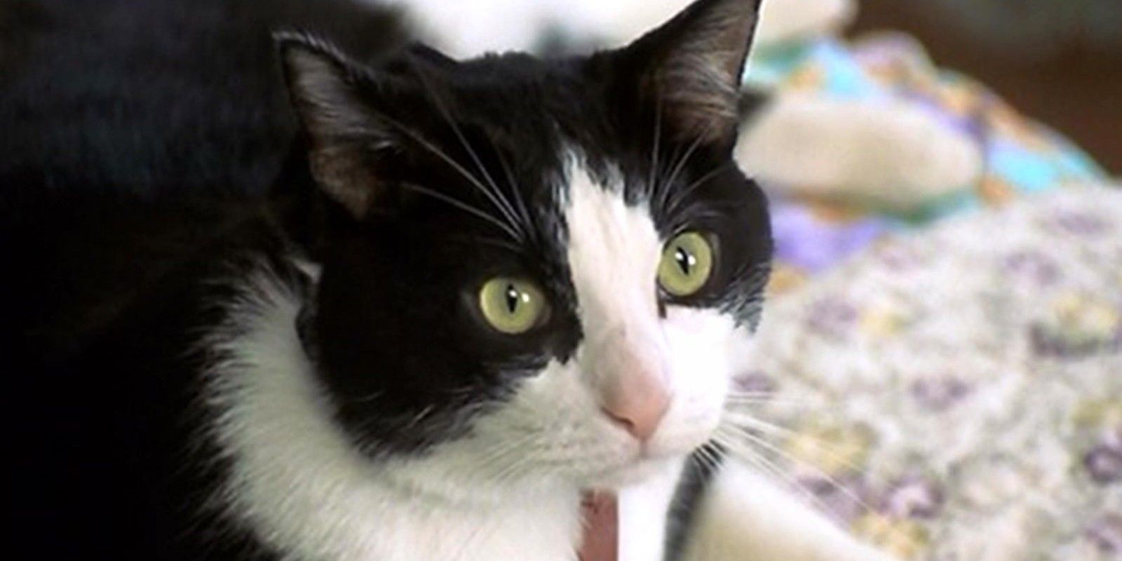The 10 Best Pet Cats In Movies and TV