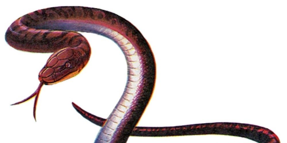 Resident Evil: The 5 Strongest Creatures In The Series (& 5 That Are ...