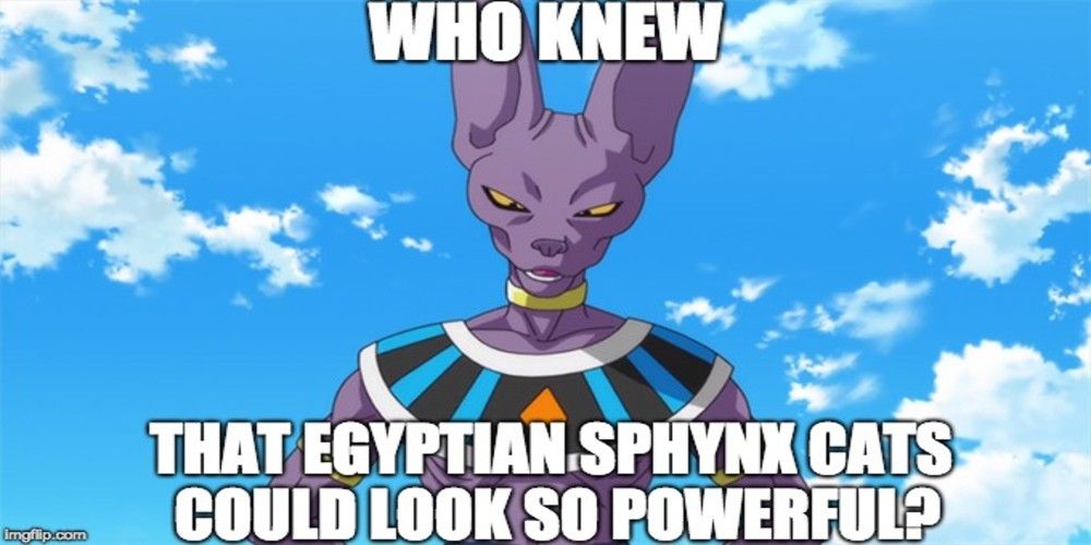 10 Funniest Beerus Memes That Make Us Laugh