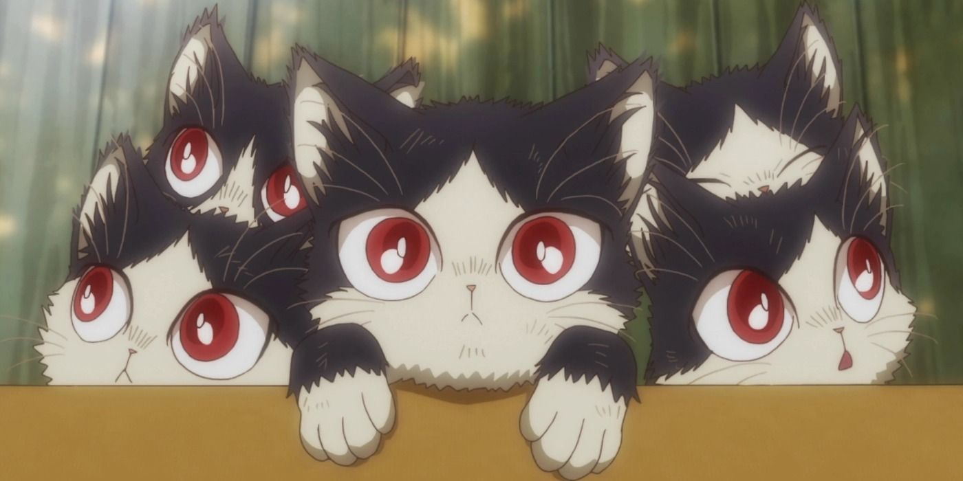 My Roommate Is A Cat: 10 Things You Need To Know About Haru