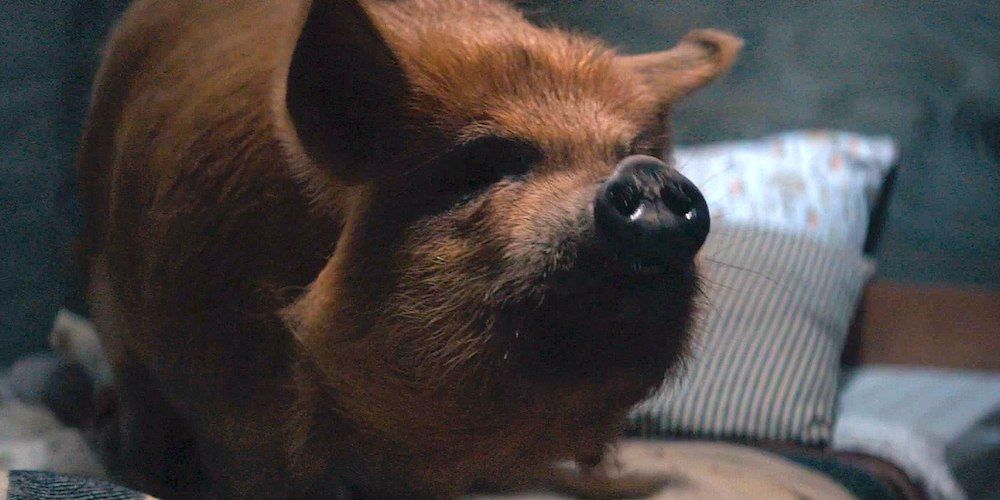 Pig: The Nicolas Cage Film's Unanswered Questions