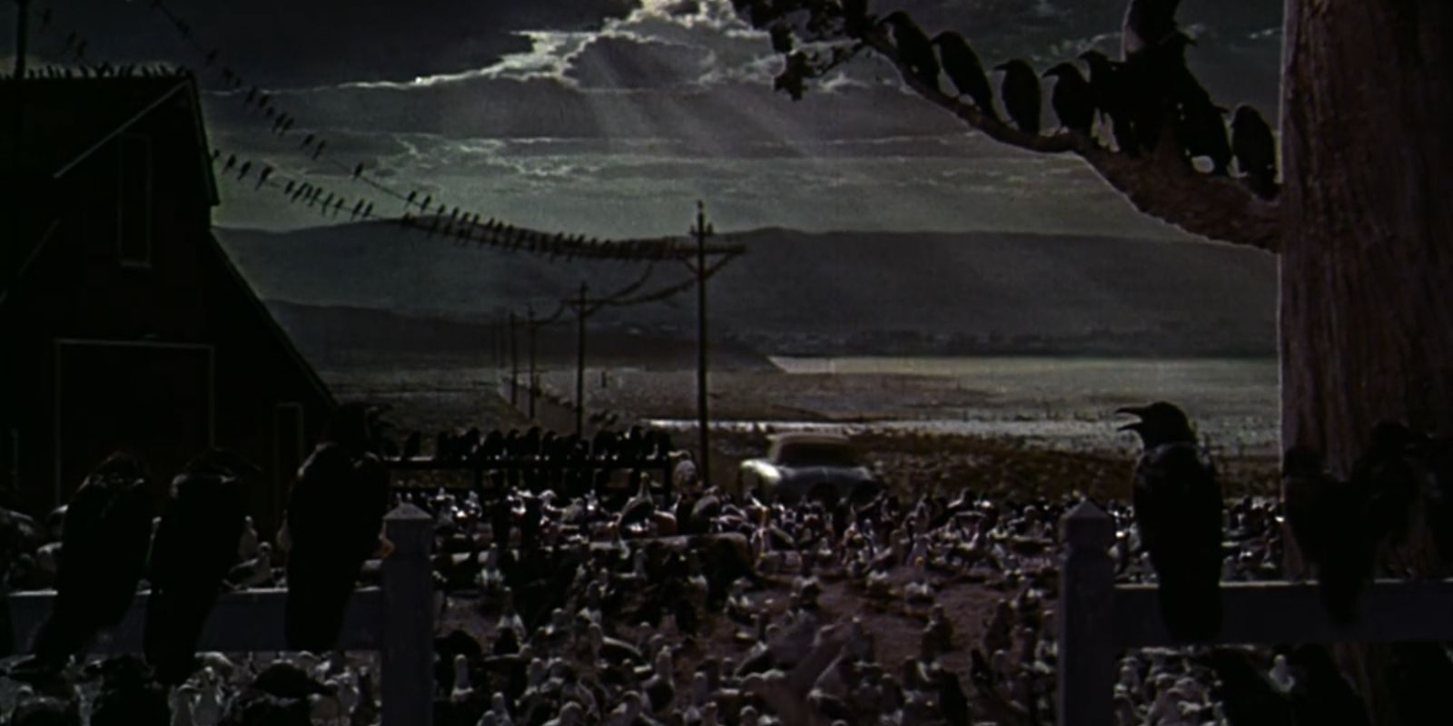 The Birds: What Caused the Birds to Go Mad in Hitchcock’s Film?