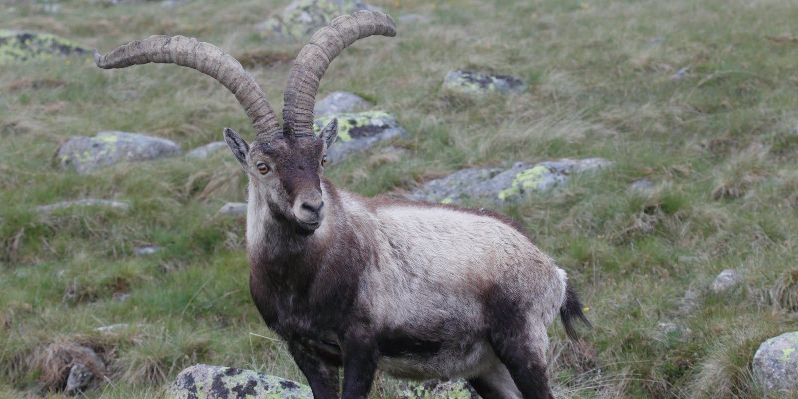 Top 10 Animals That Haven't Been Pokémon (Yet)