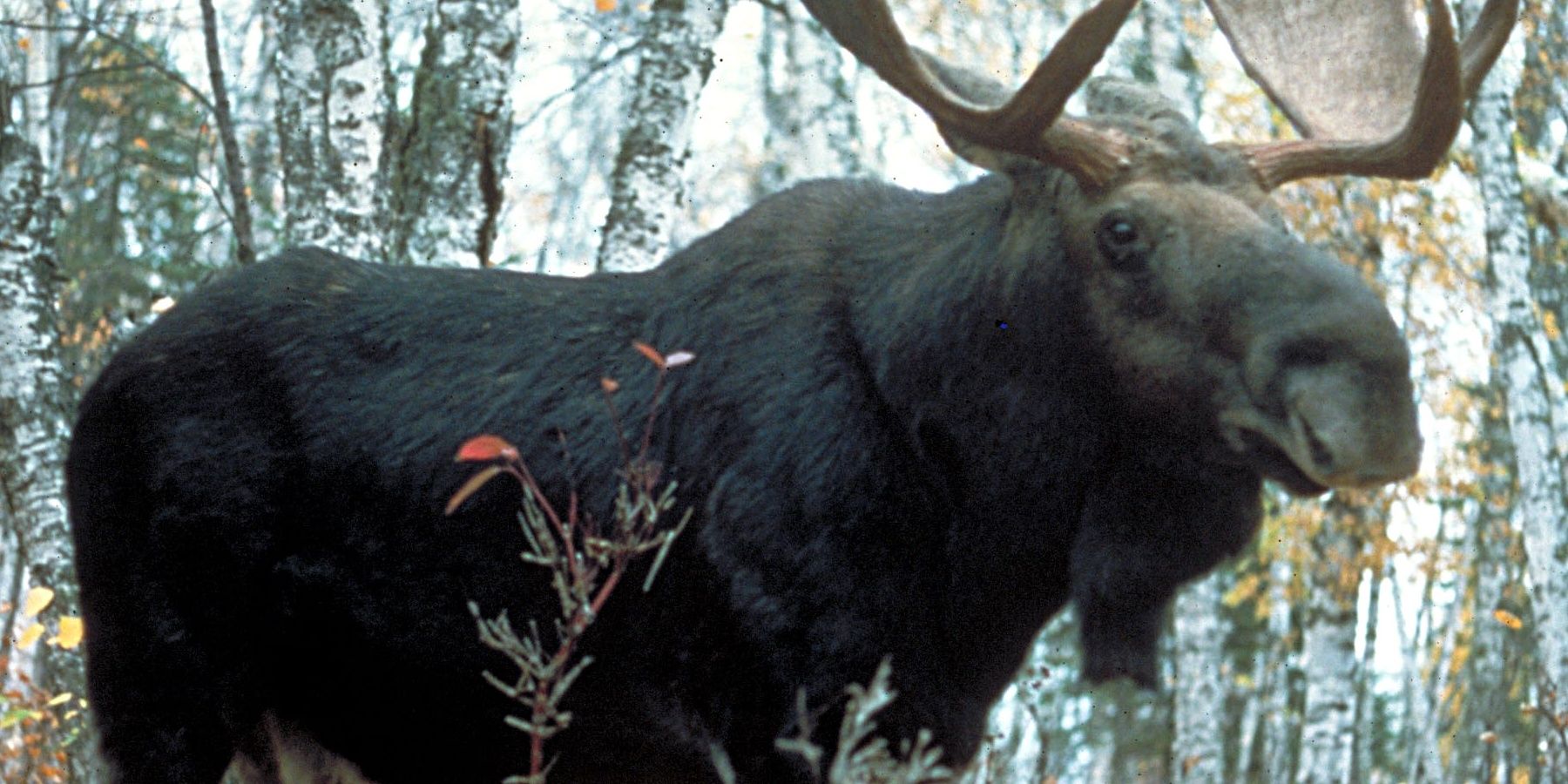 Top 10 Animals That Haven't Been Pokémon (Yet)