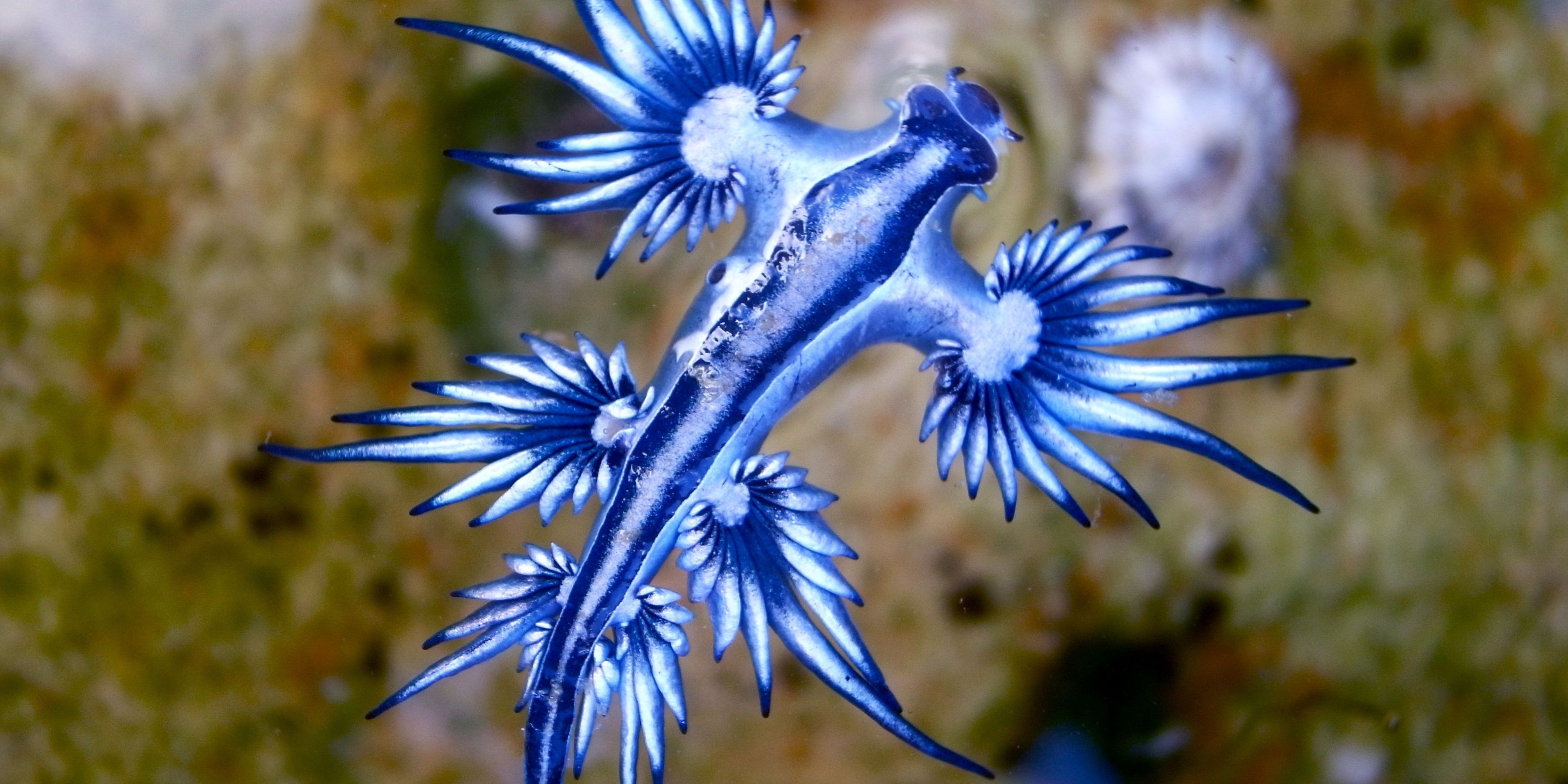 Top 10 Animals That Haven't Been Pokémon (Yet)