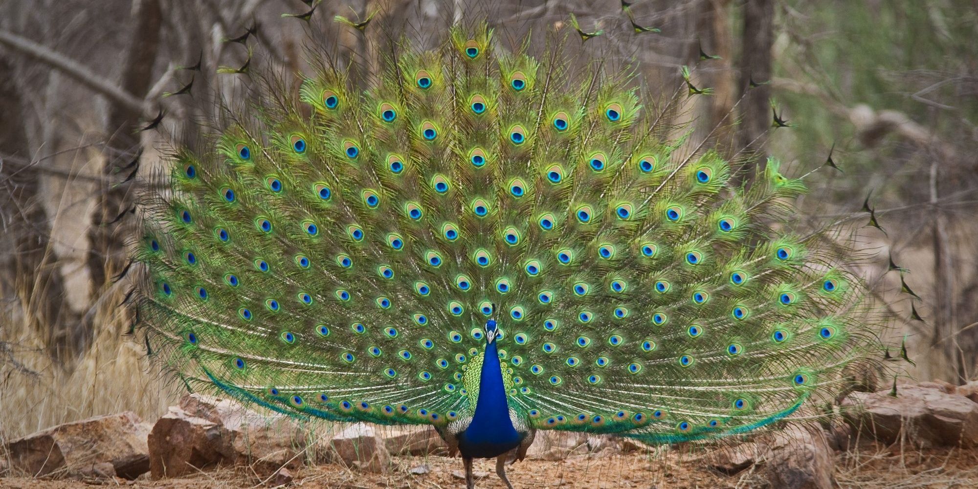 Top 10 Animals That Haven't Been Pokémon (Yet)