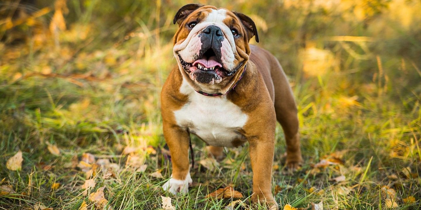 Pokémon: How Popular Are Snubbull and Granbull Actually?