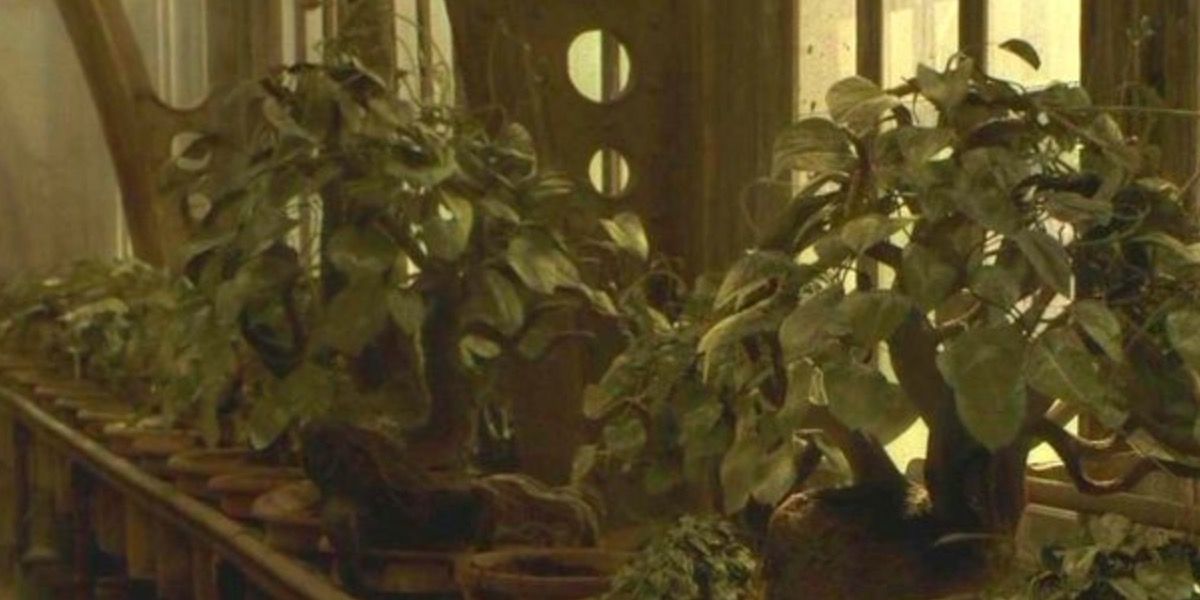 Top 10 Most Helpful Plants In Herbology In Harry Potter