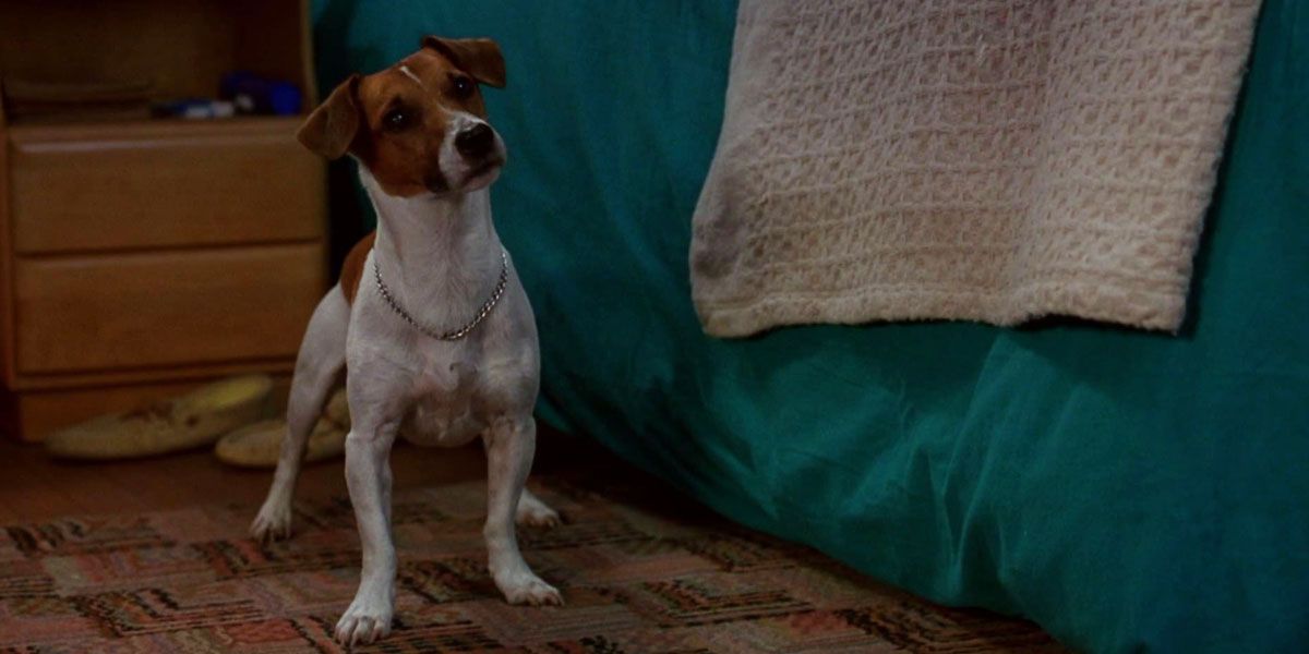 10 Times We Cared More About The Dog Than The Main Characters