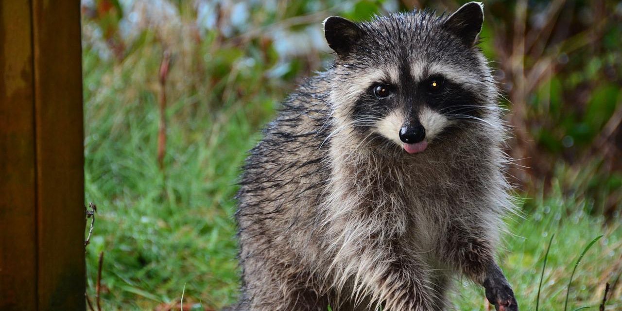 Crash Pandas Is a Perfect Ttrpg for Those Who Want More Chaos From DnD