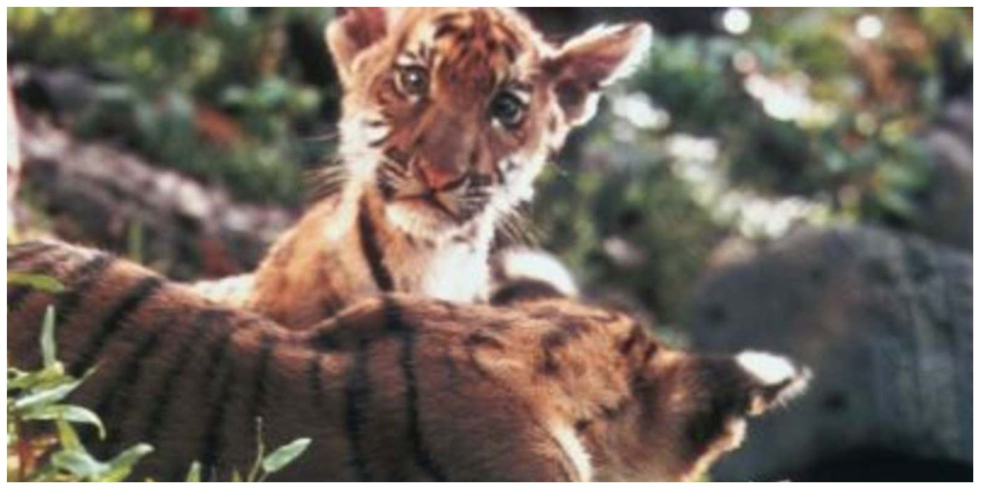 10 Live-Action Films Where The Main Character Is An Animal