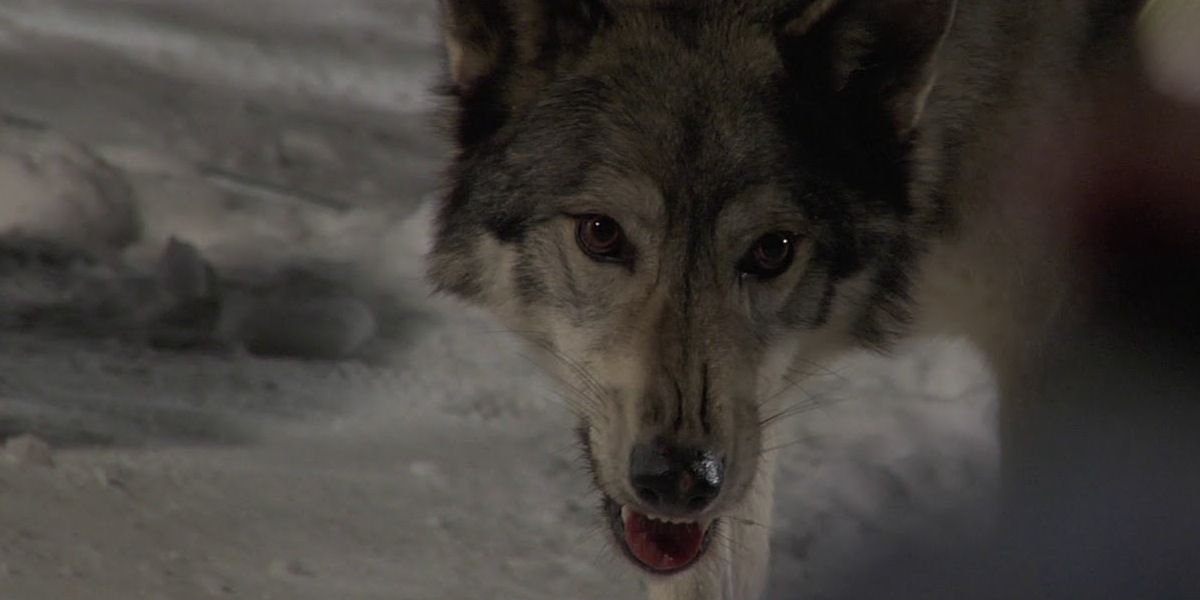 10 Best Man Versus Beast Movies Of All Time