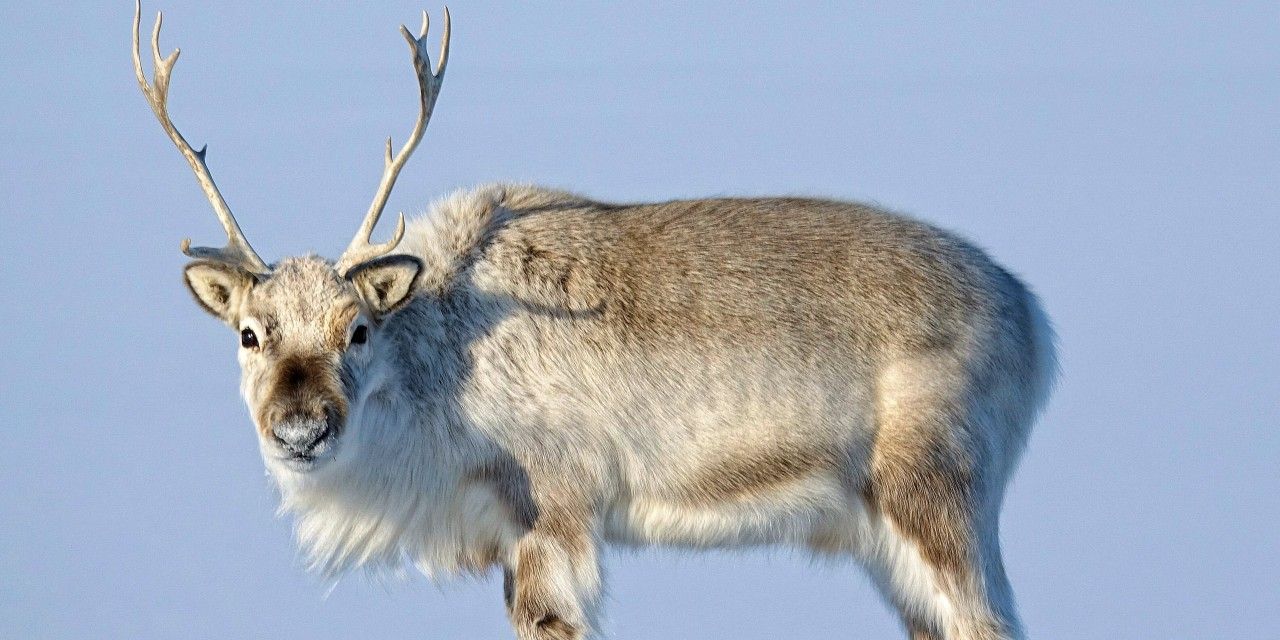 10 D&D Character Builds For Holiday-Themed Campaigns