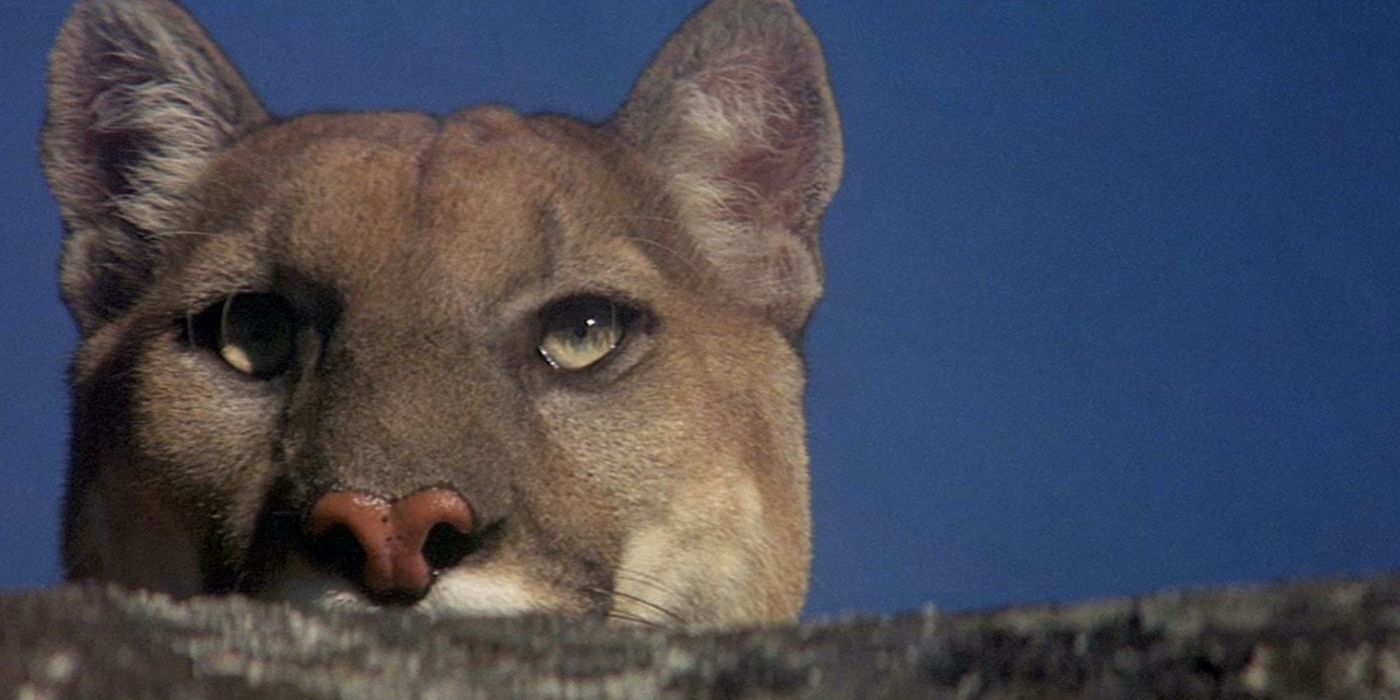 10 Scariest Animal Movies, Ranked