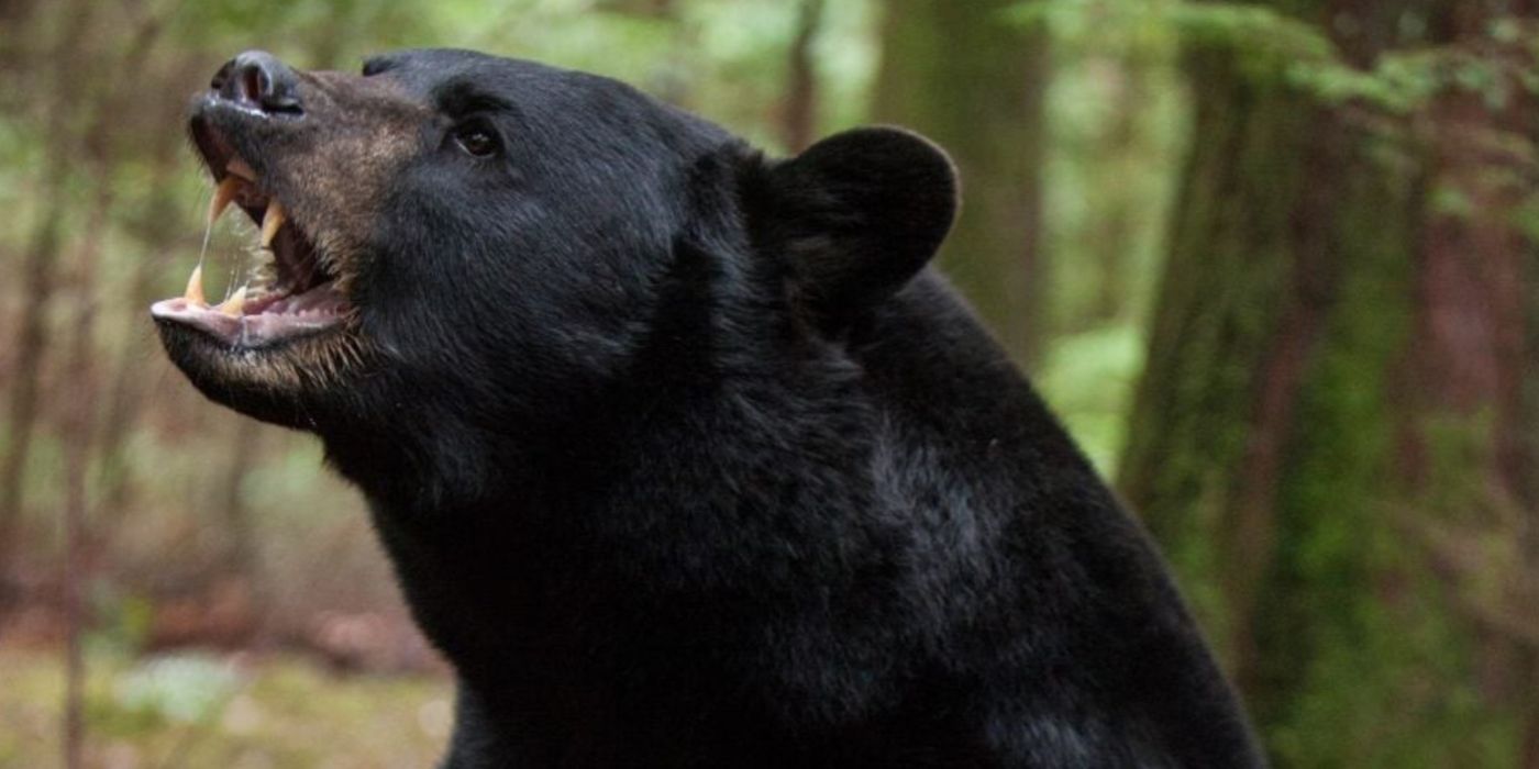 10 Scariest Animal Movies, Ranked