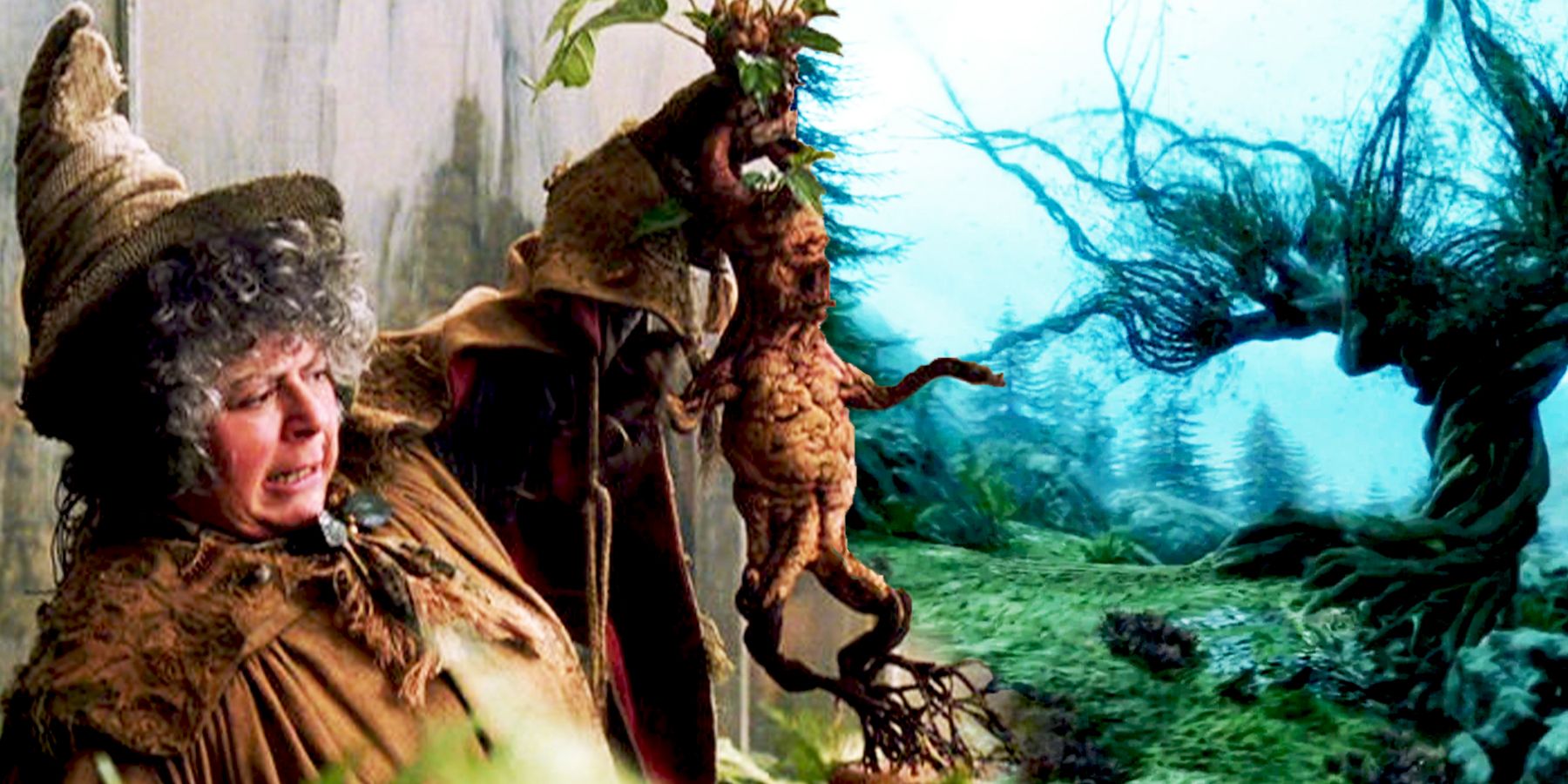 Harry Potter's Plants Are Stronger in the Books