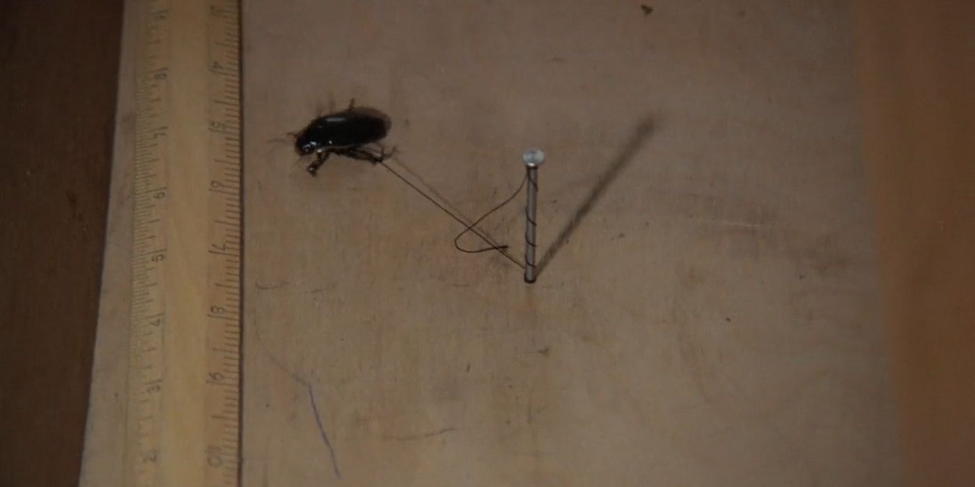 The Wicker Man: All the Summerisle Pagan Traditions, Listed