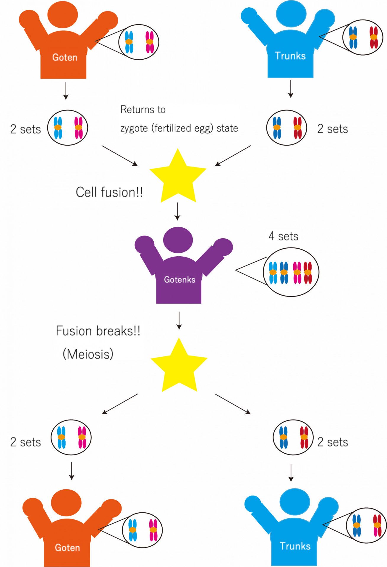 DBZ Fusions Explained by Scientist: "Humans May Become Namekians"