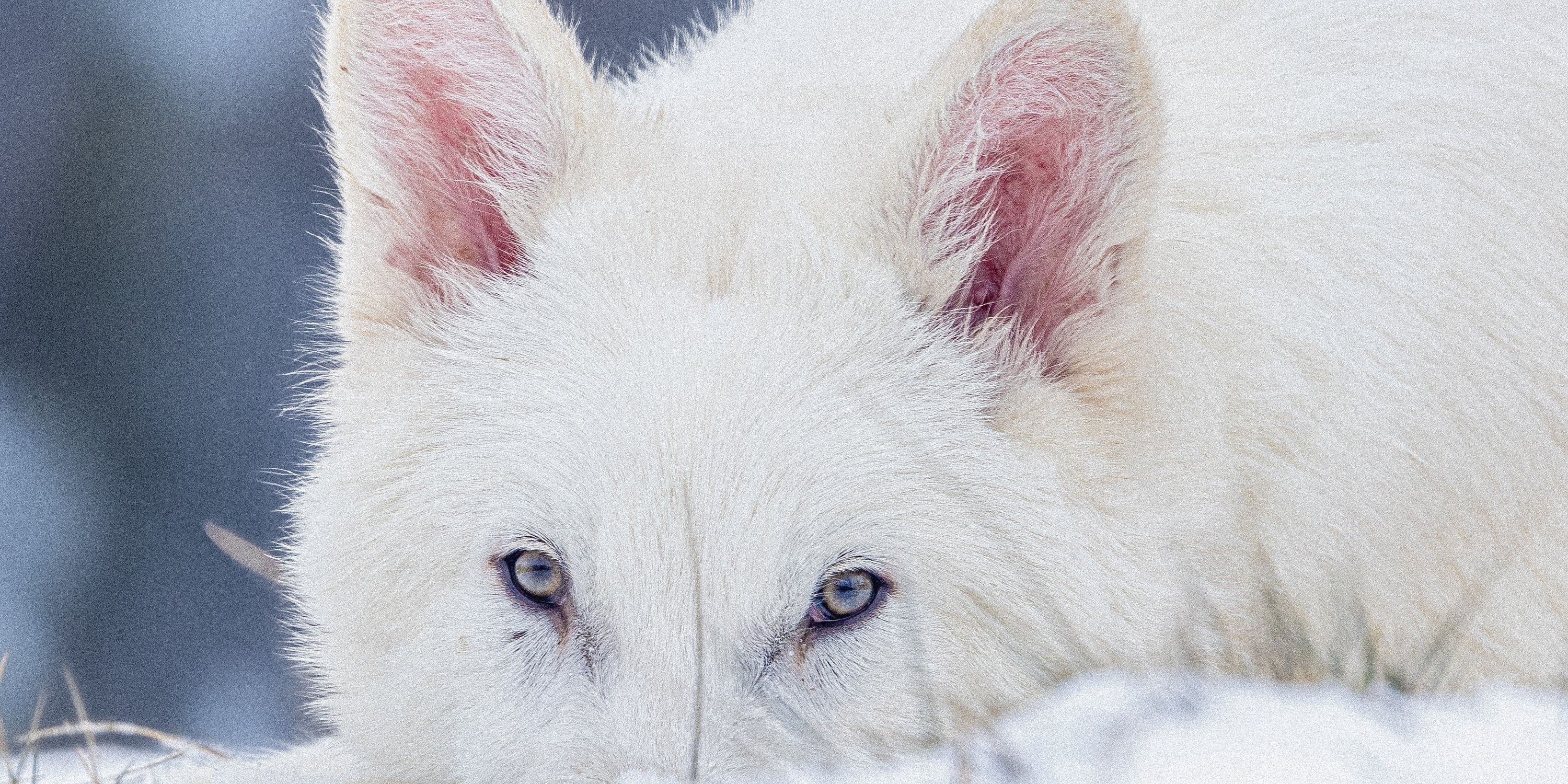 "He Completely Cried": Colossal Biosciences Co-Founder Ben Lamm Talks ...