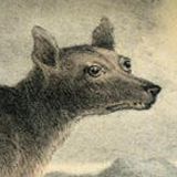 'St. Lucy's Home For Girls Raised By Wolves' Heads to ABC